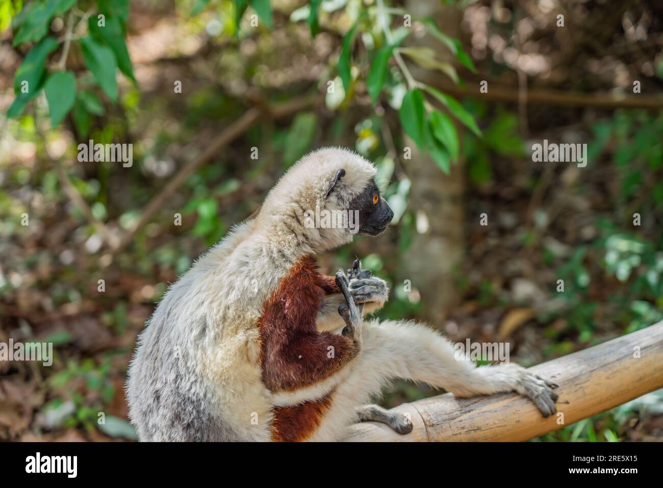 Closeup from a sifaka in its natural environment in the rainforest of ...
