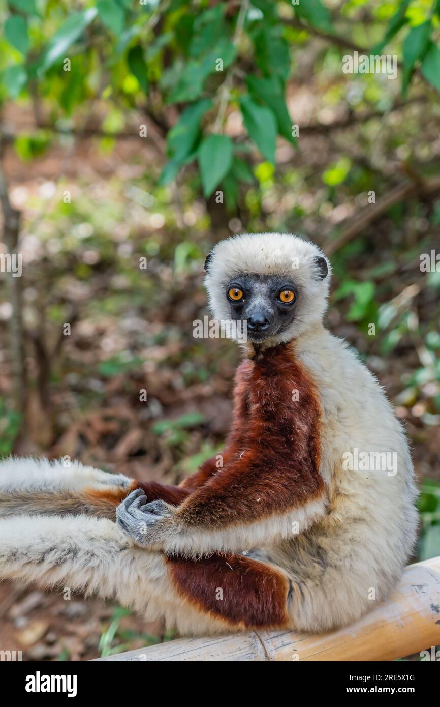 Closeup from a sifaka in its natural environment in the rainforest of ...
