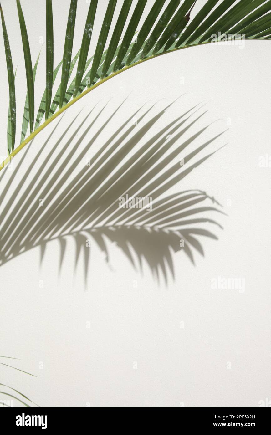 Palm tree shadows on white wall Stock Photo - Alamy