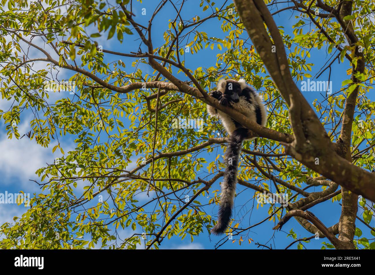 Lemur, black-and-white ruffed lemur in trees and nature. Andasibe ...