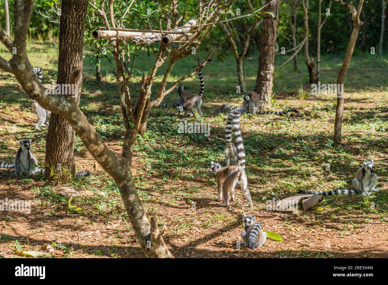 A group of Ring-tailed Lemur or catta Lemurs at a National Park in ...