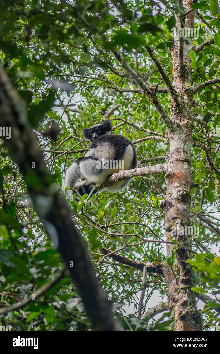 Endemic Indri lemur sitting in the trees at them natural habitat in ...
