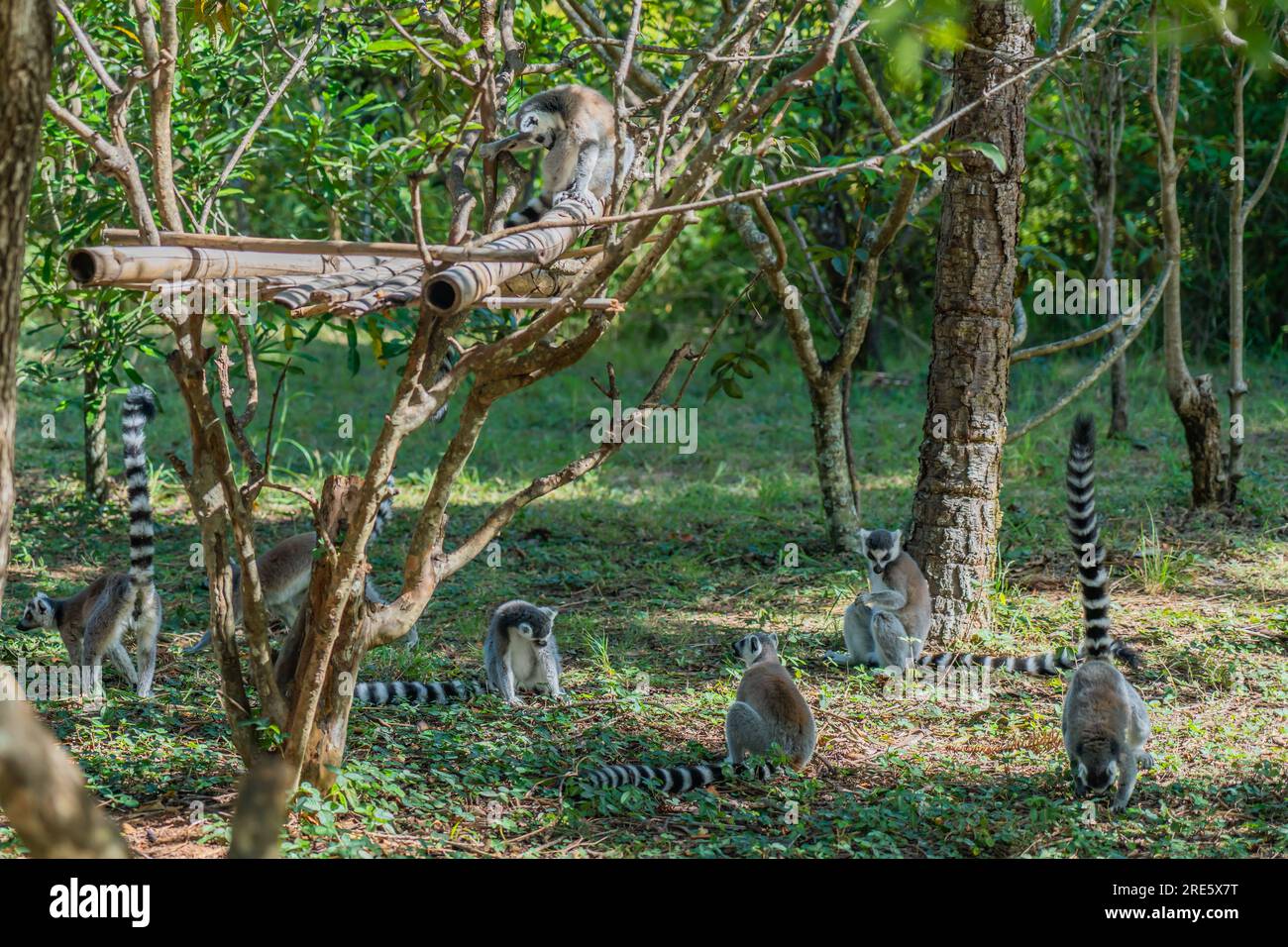 A group of Ring-tailed Lemur or catta Lemurs at a National Park in ...