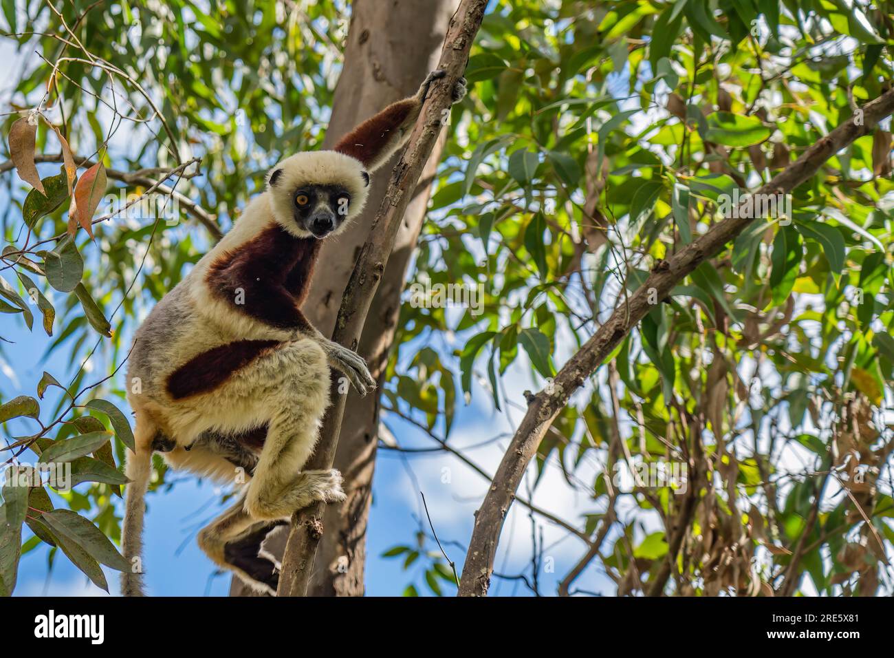 A sifaka Lemur on a tree in the rainforest of Andasibe on the island ...