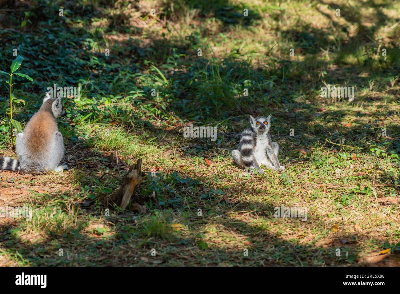 Ring-tailed Lemurs or catta Lemurs sitting in the sun at a National ...