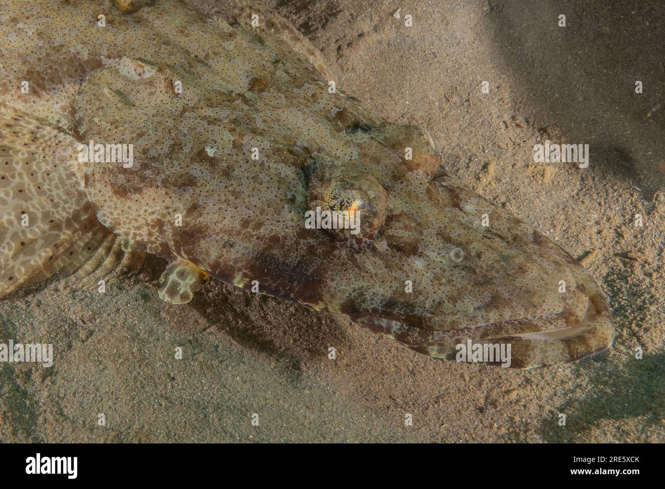 Fish swimming in the Red Sea, colorful fish, Eilat Israel Stock Photo ...