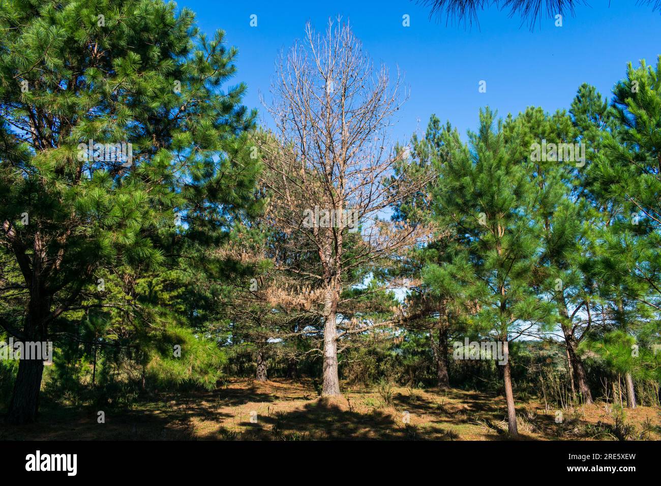 Dead Pine tree among living ones at Ronda Municipal Park in Sao ...