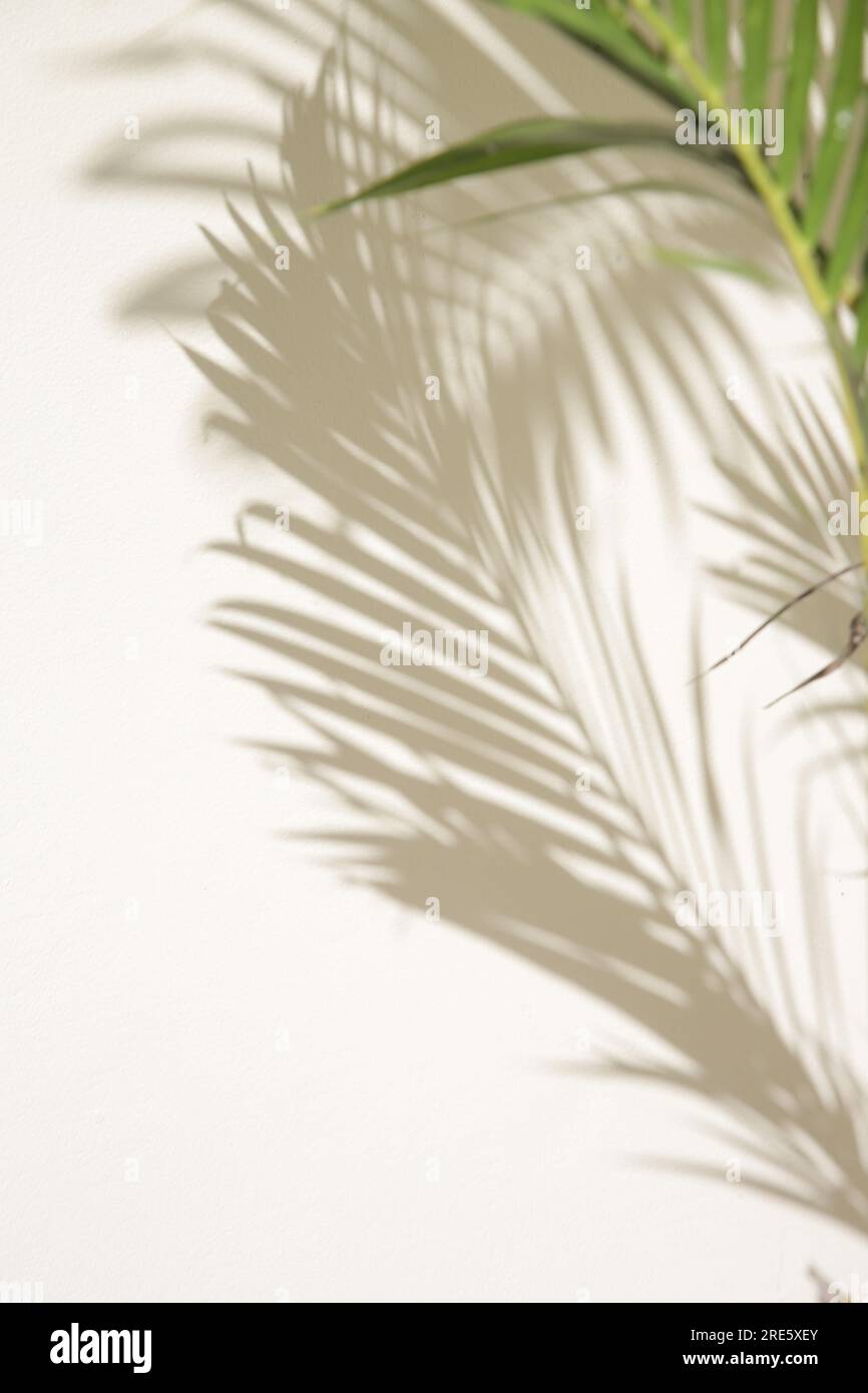 Palm tree shadows on white wall Stock Photo - Alamy