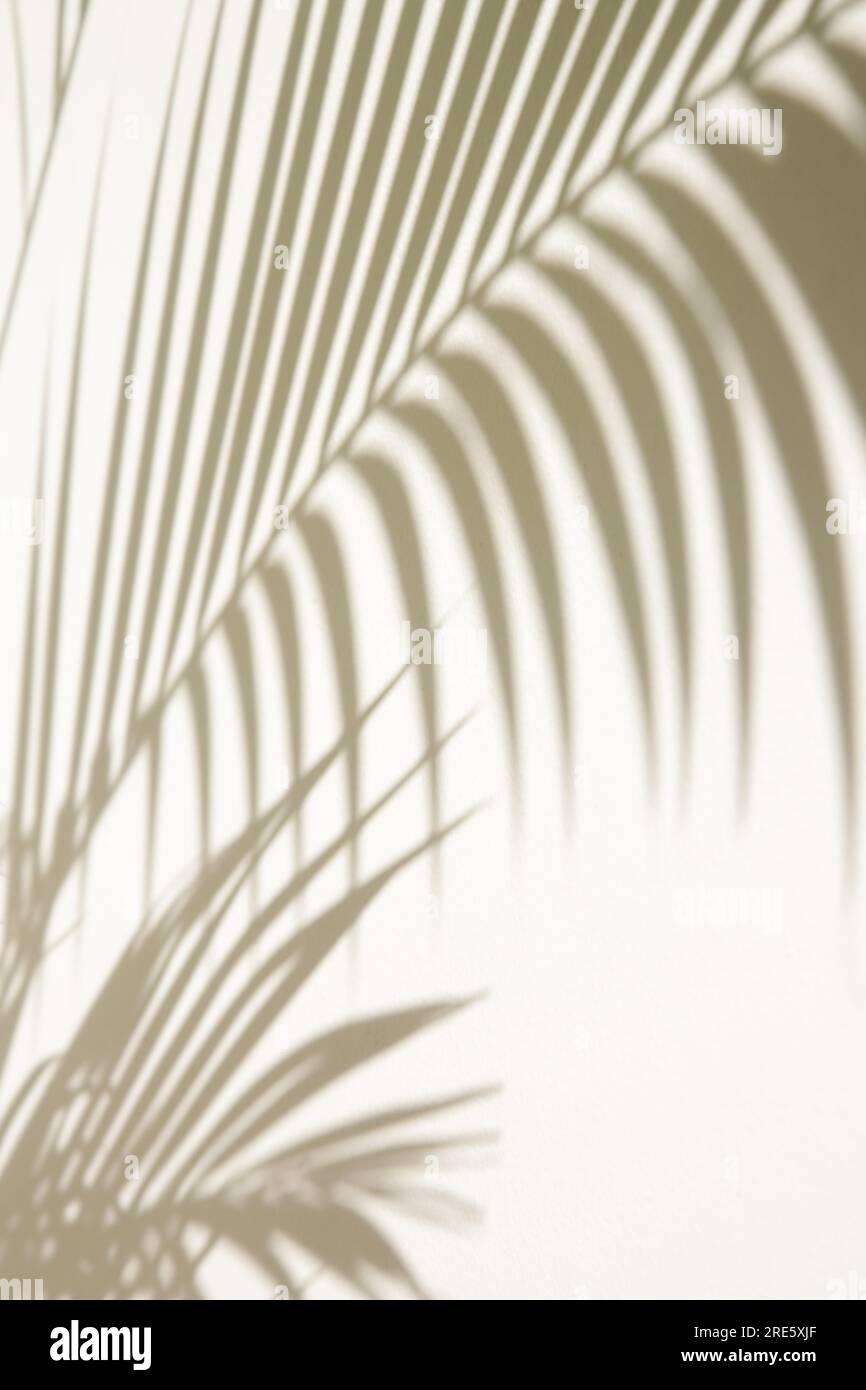 Palm tree shadows on white wall Stock Photo - Alamy