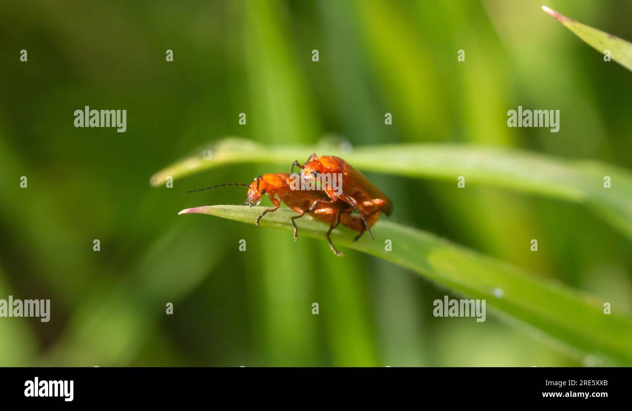 Invertebrates in Britain - A Pair of Mating Red Soldier beetles ...