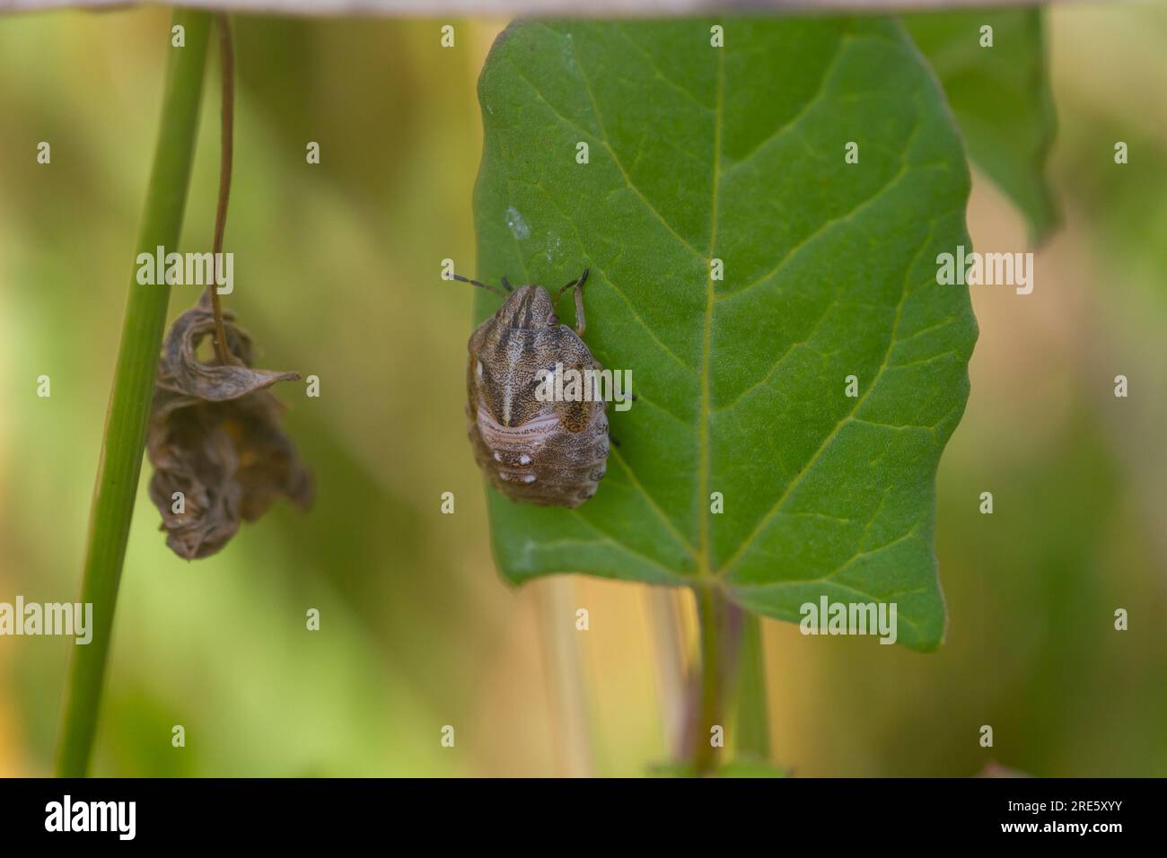 Shieldbugs hi-res stock photography and images - Alamy