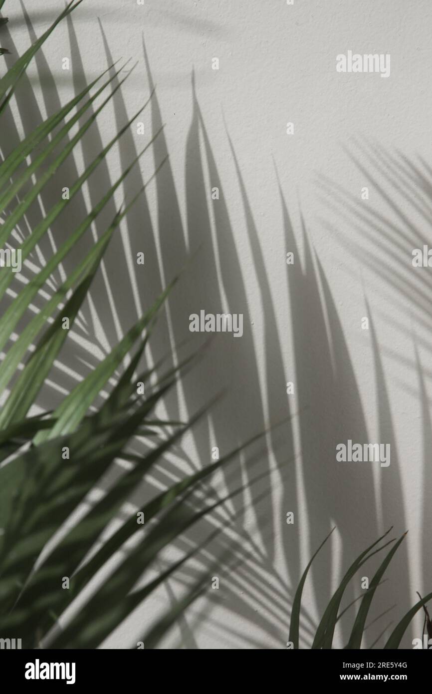 Palm tree shadows on white wall Stock Photo - Alamy