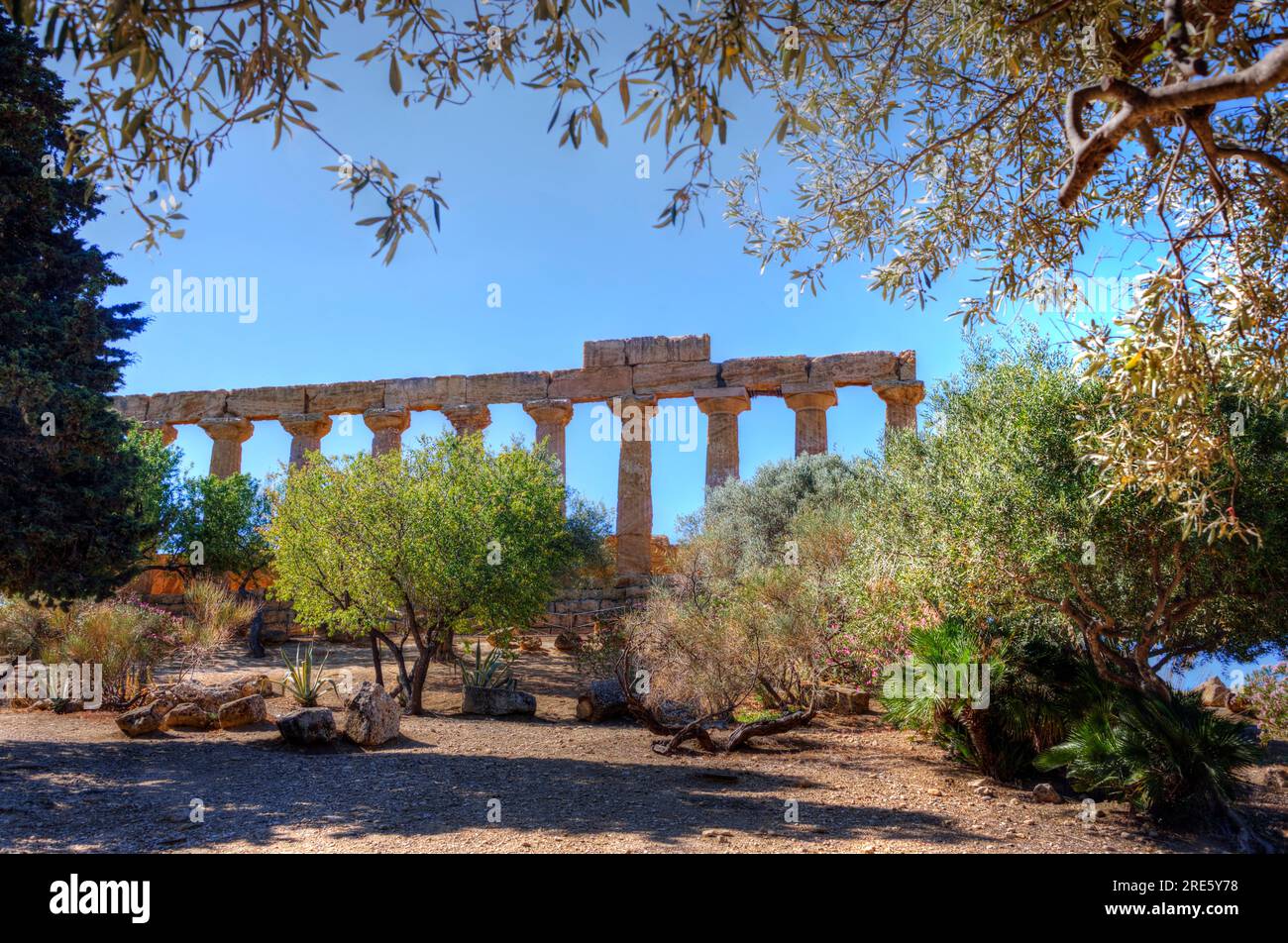 Ancient Greek temple columns surrounded by olive, agave, palm and other ...