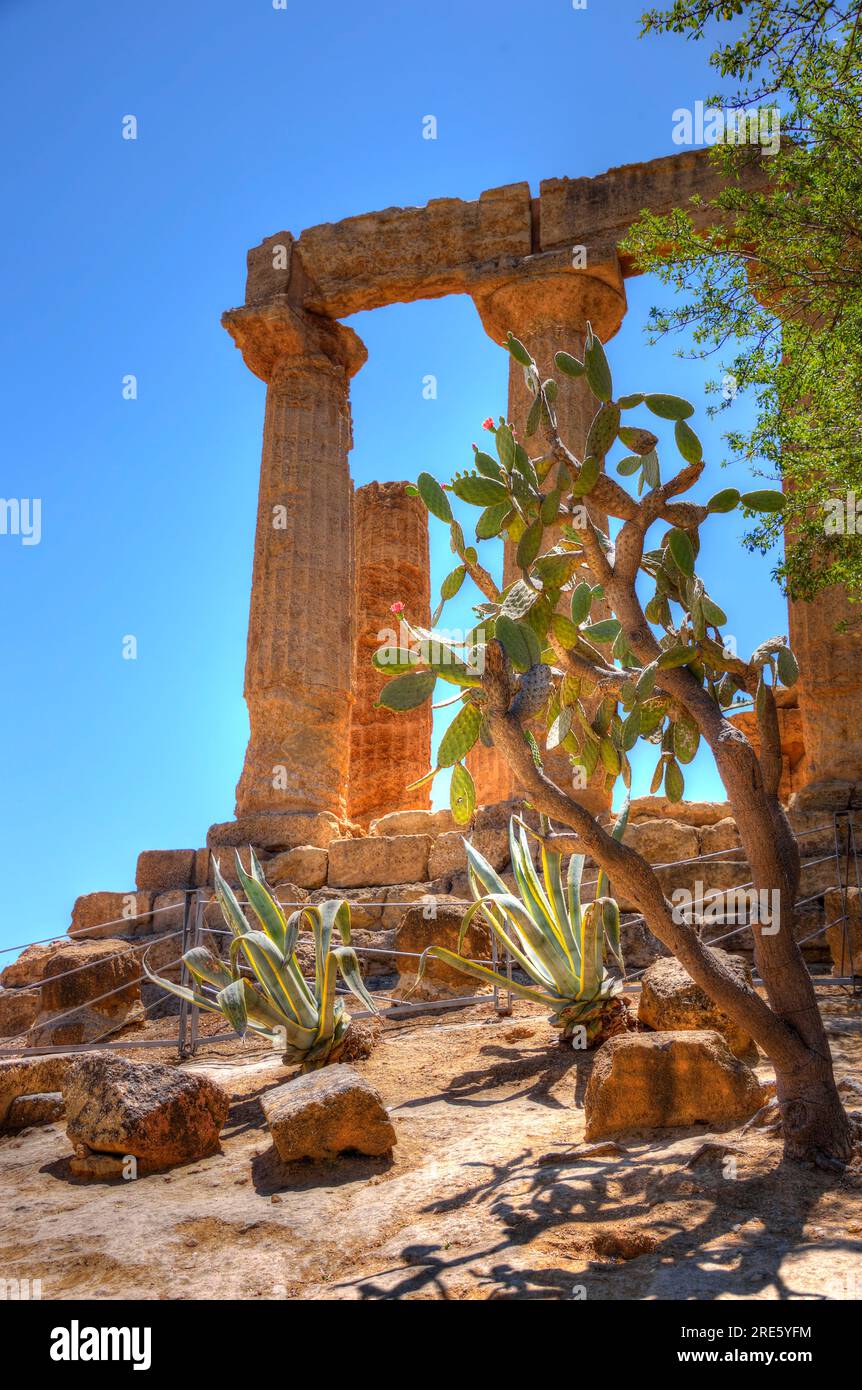 Large Cactus and Agave Plants Adorn a Greek Temple in the Valley of ...