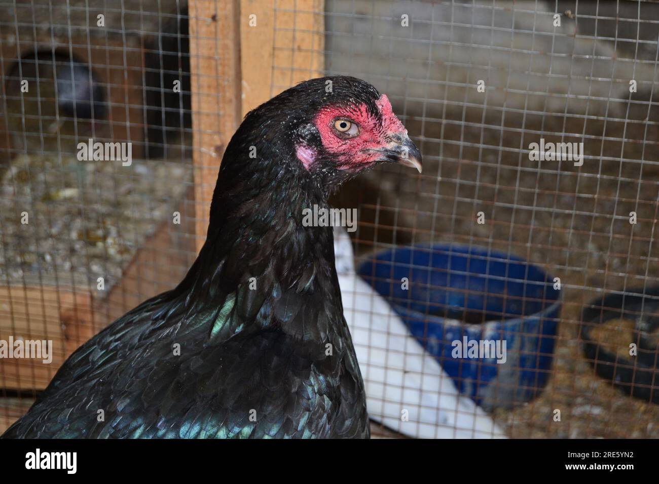 Desi hen hi-res stock photography and images - Alamy