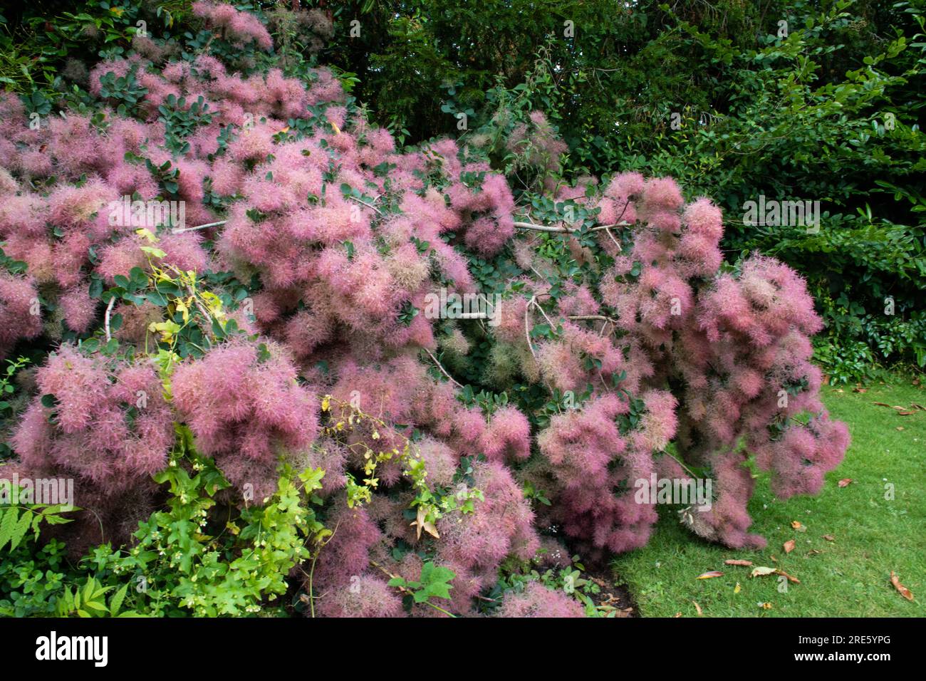 Smoke bush continus hi-res stock photography and images - Alamy