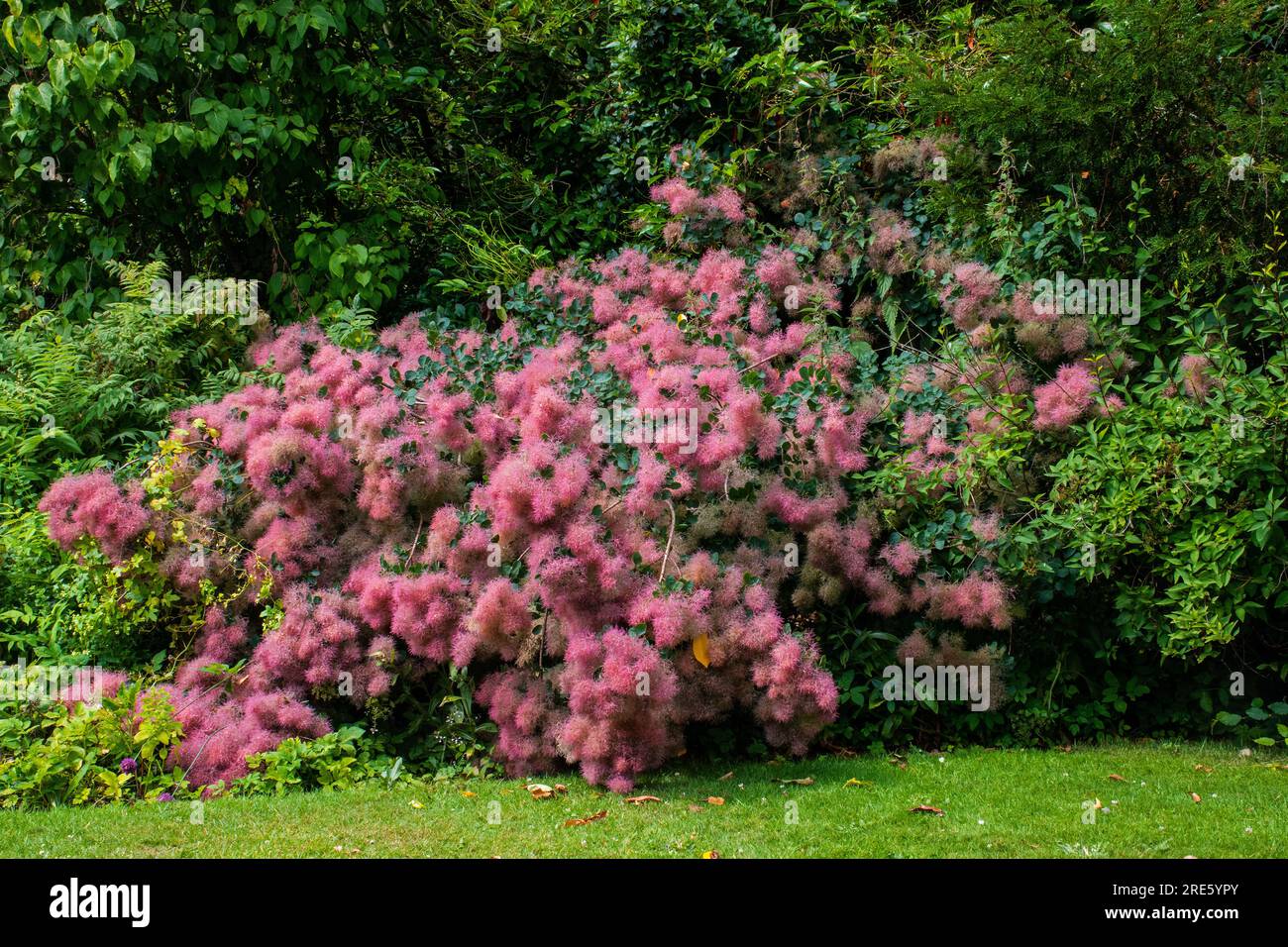 Purple smoke tree. Continus coggygria ‘Royal Purple’ Stock Photo - Alamy
