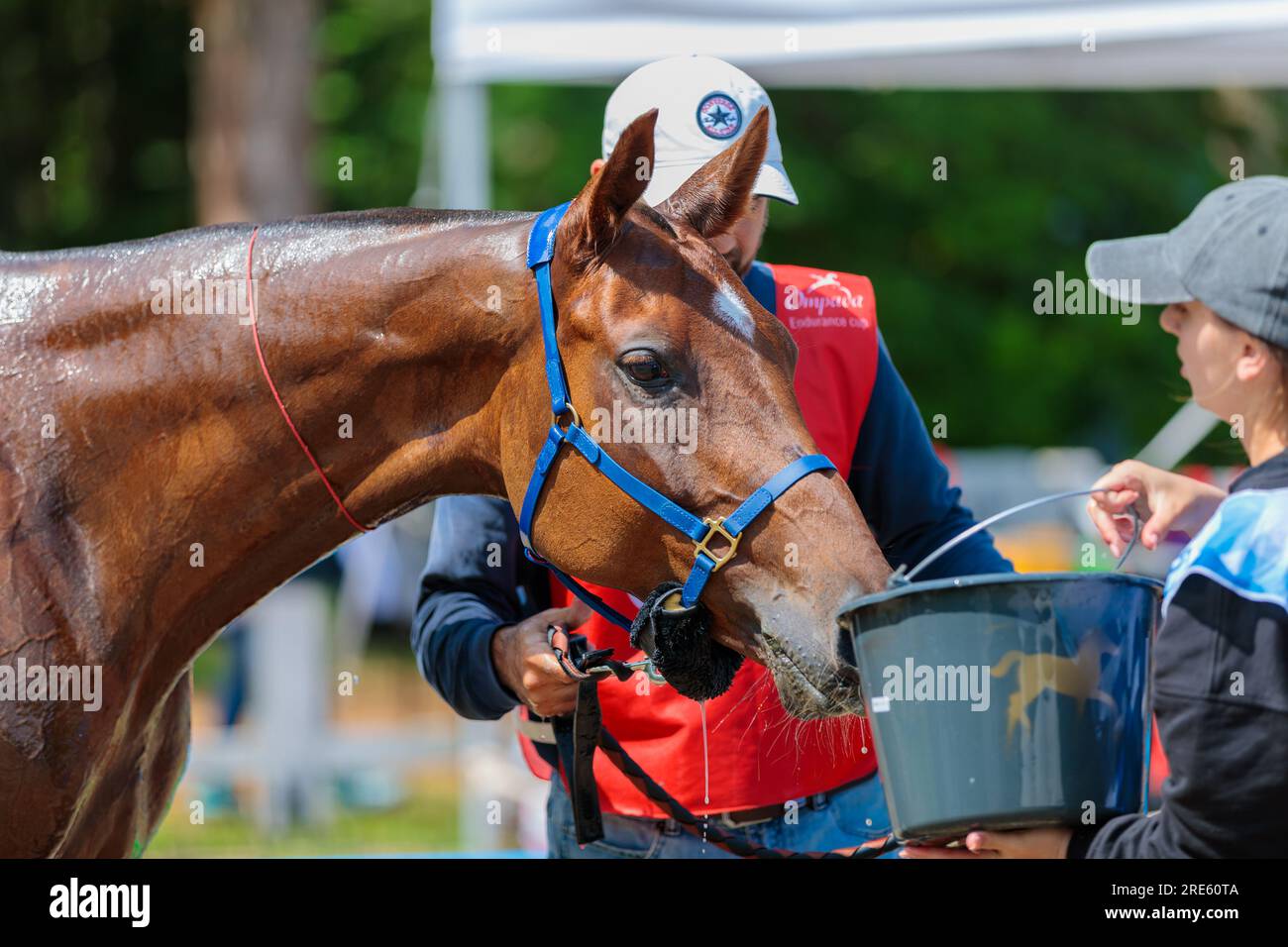 A tired horse drinks water in competitions, horse runs for long ...