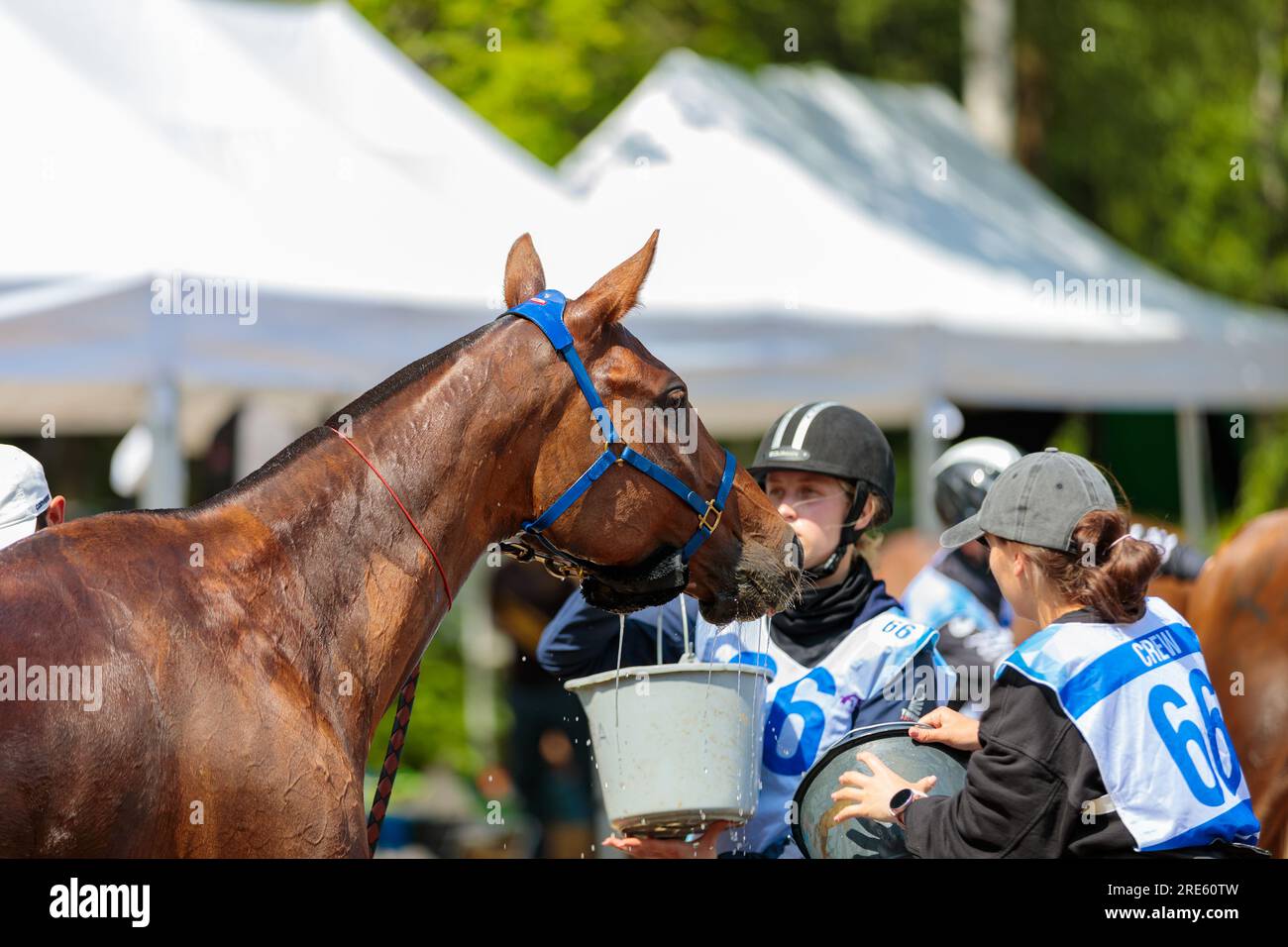 A tired horse drinks water in competitions, horse runs for long ...