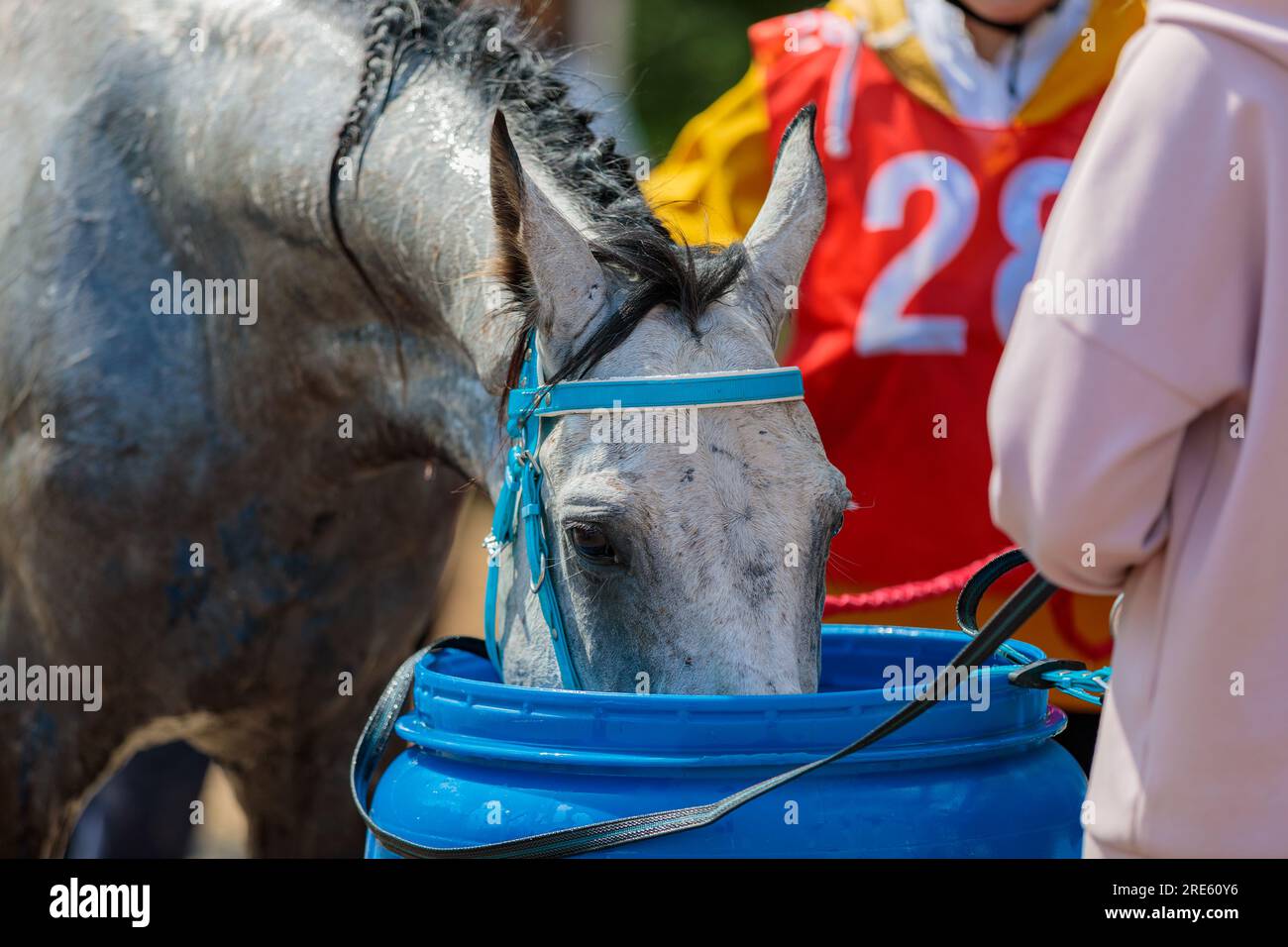 A tired horse drinks water in competitions, horse runs for long ...
