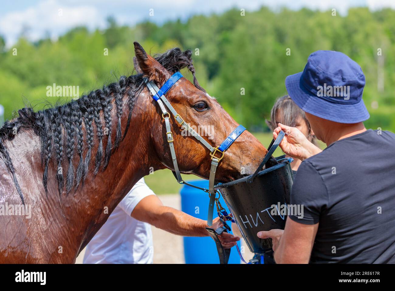 A tired horse drinks water in competitions, horse runs for long ...