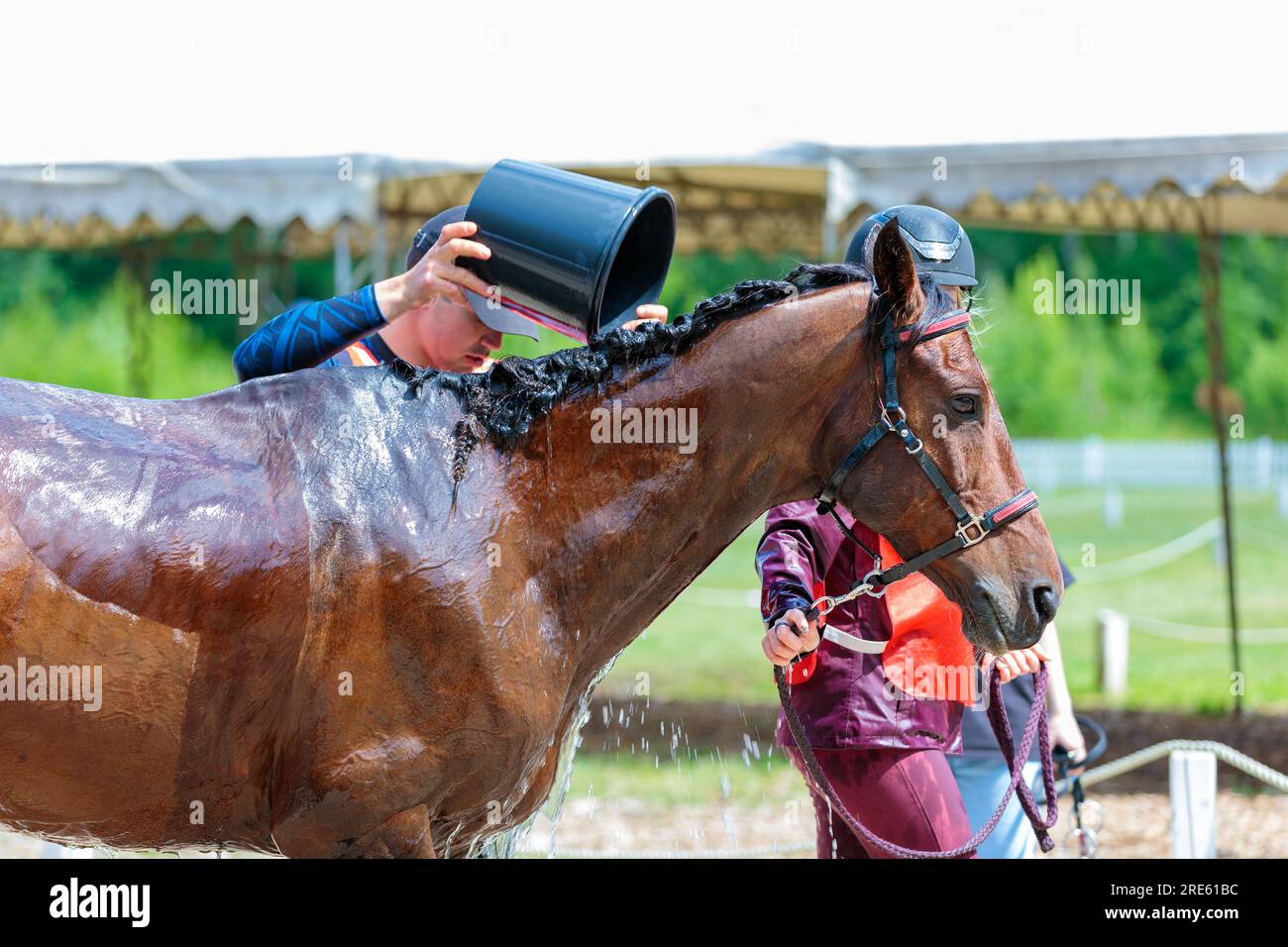 Cold water is poured on the horse to restore strength and pulse. Body ...