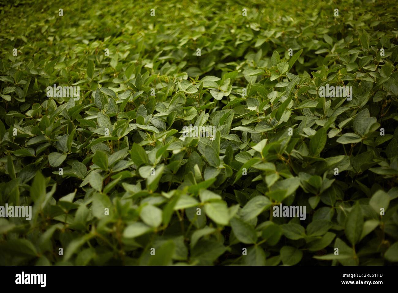 Soybeans glycine plantae hi-res stock photography and images - Alamy