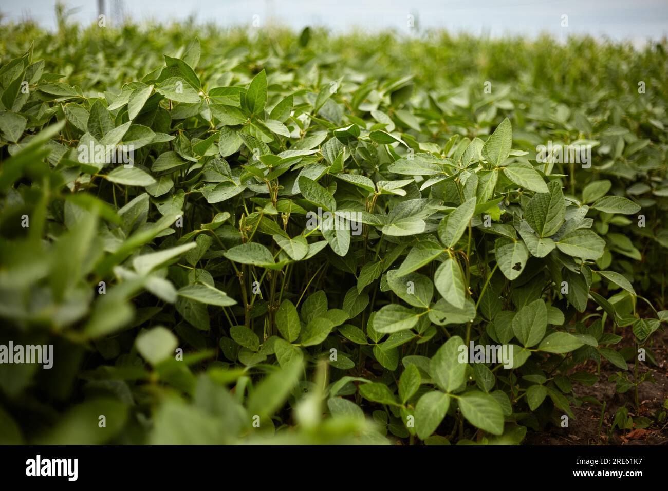 Soybeans. Ripening of soybeans. Soybean field Stock Photo - Alamy