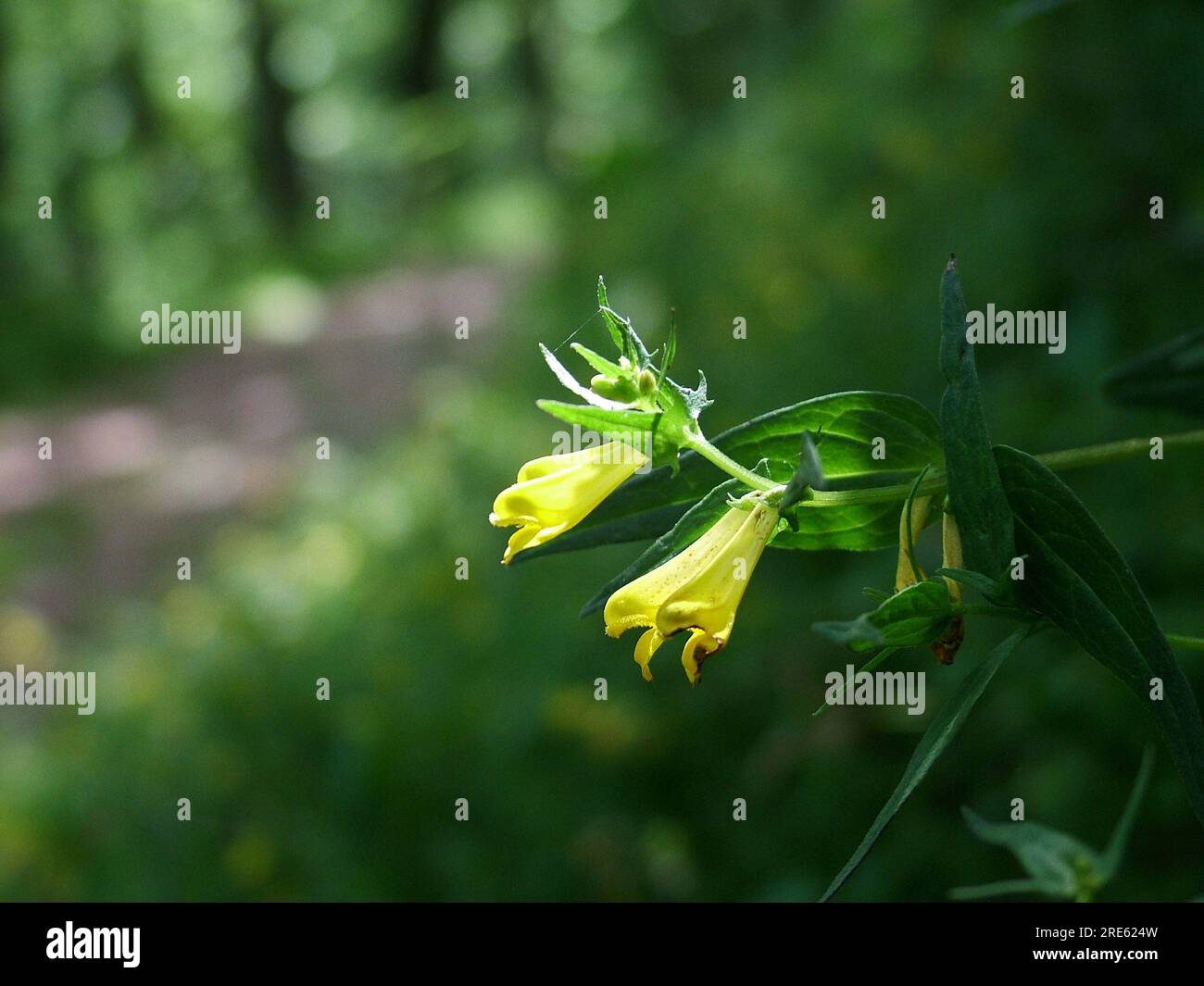 Common Cow-wheat , Melampyrum pratense, photo taken on the south west ...