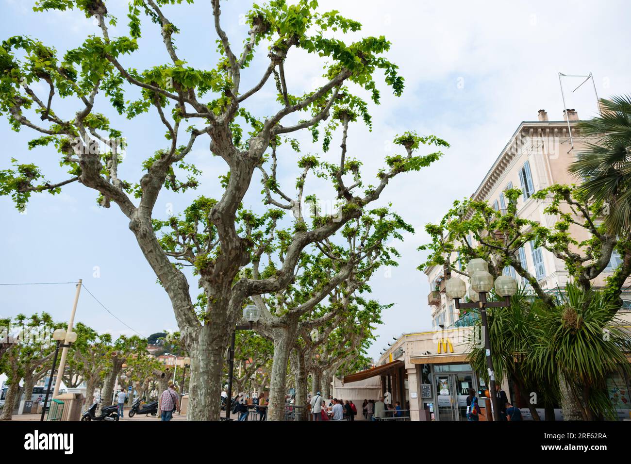 Cannes France - April 29 2011; Sculpture pruned Plane trees in ...