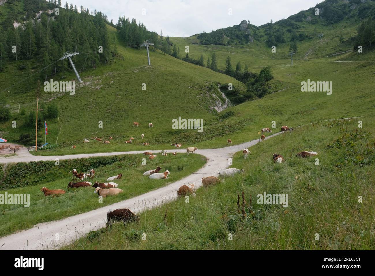 A bucolic scene of cows grazing beside a dirt road on a mountain ...
