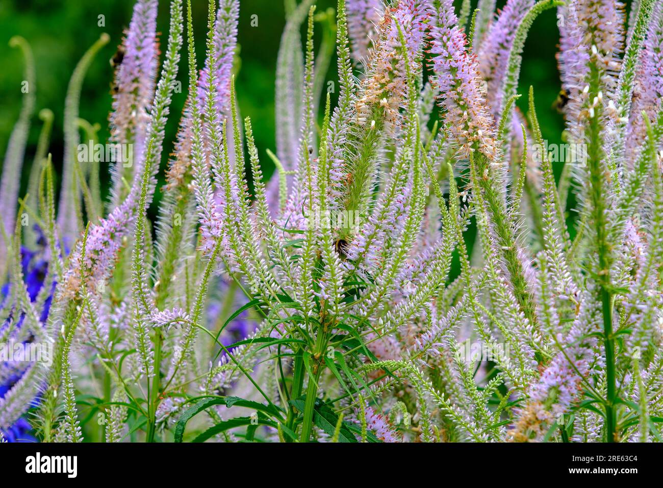 Veronicastrum adoration hi-res stock photography and images - Alamy