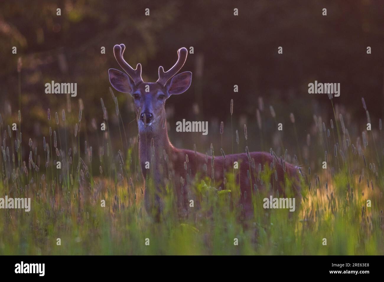 6 point buck hi-res stock photography and images - Alamy