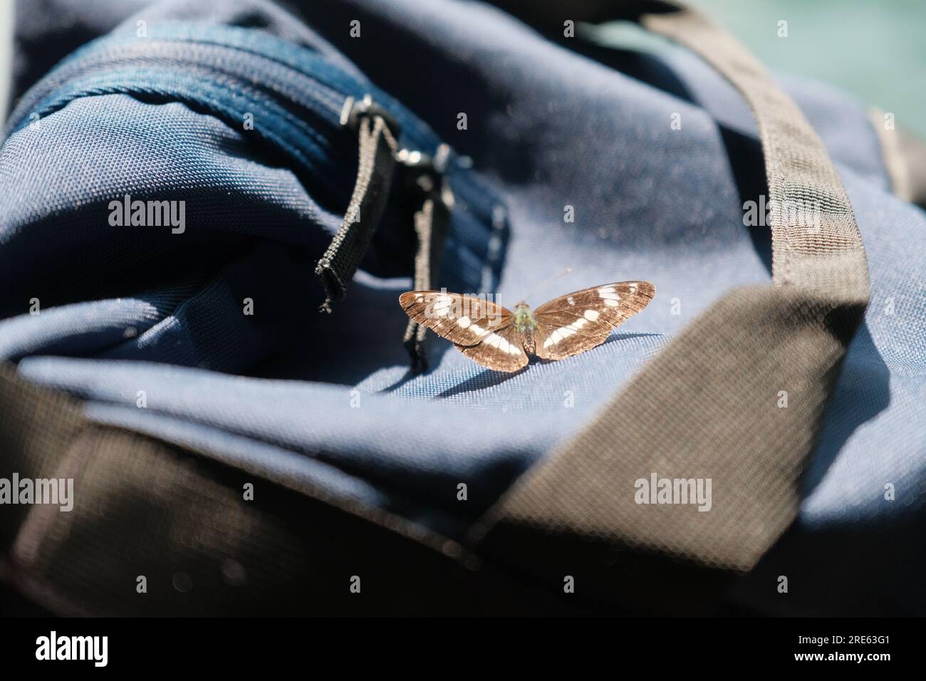 Human butterfly interaction hi-res stock photography and images - Alamy