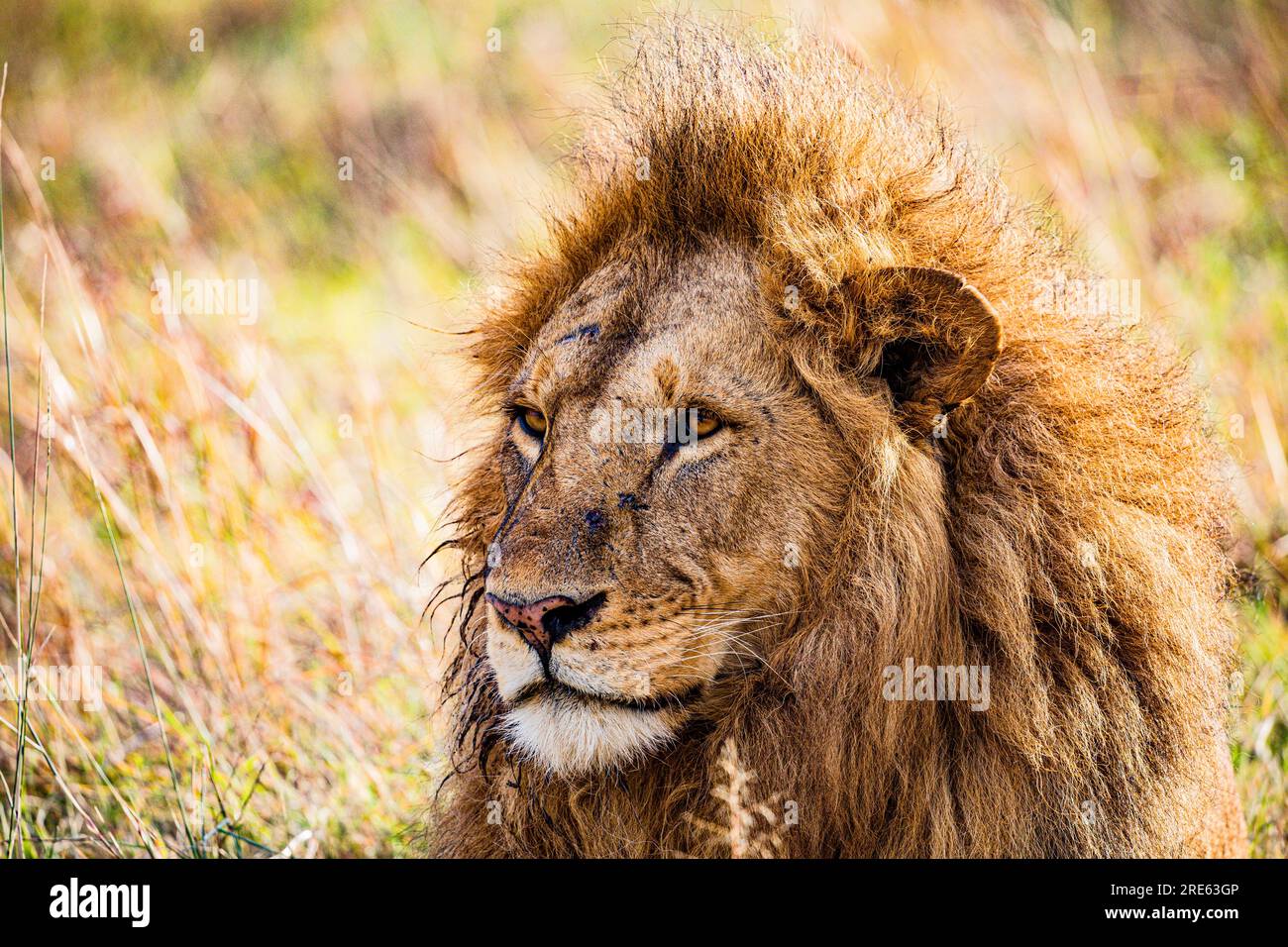 Maasai Mara National Reserve is an area of preserved savannah ...