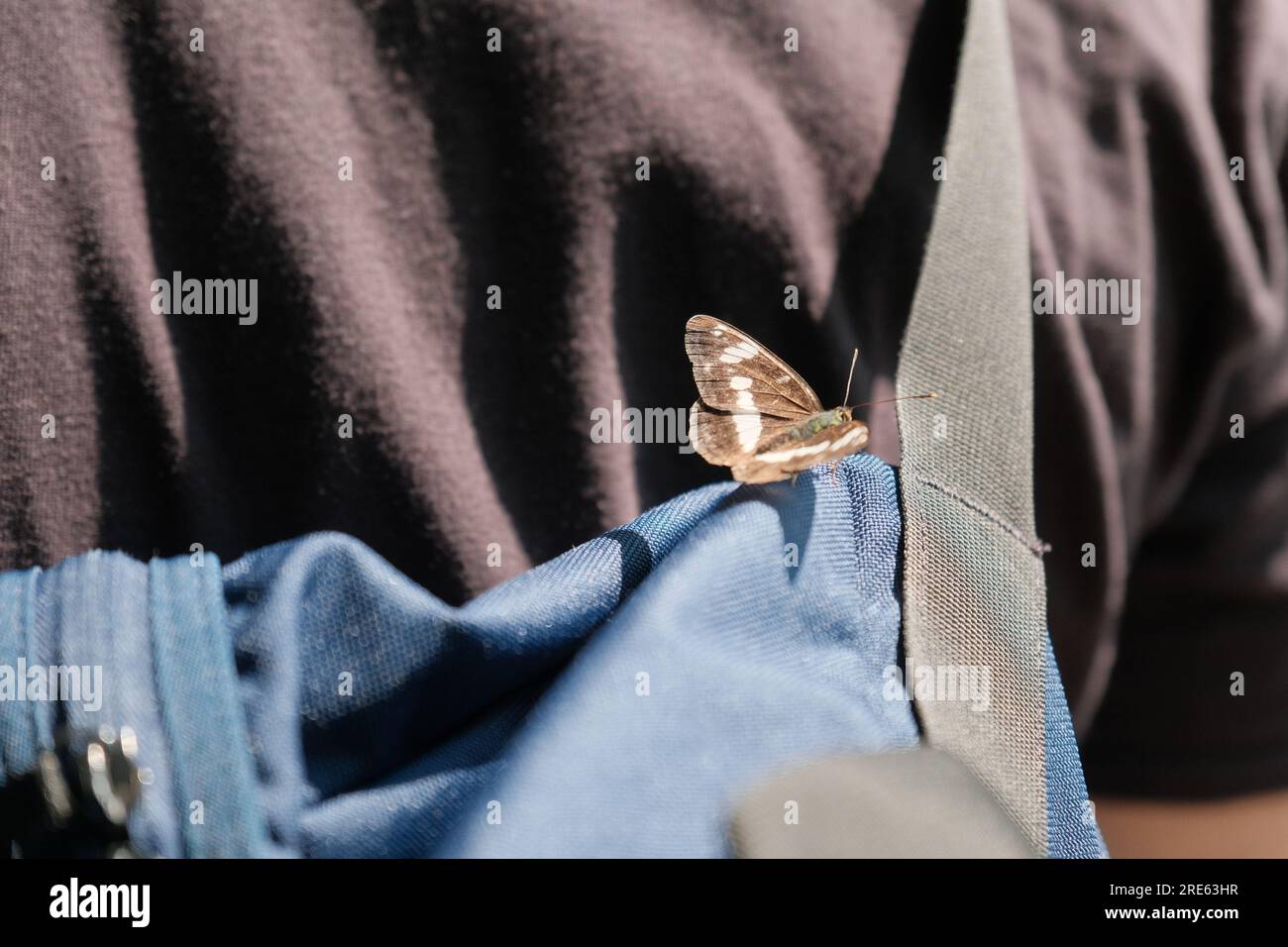 Human butterfly interaction hi-res stock photography and images - Alamy