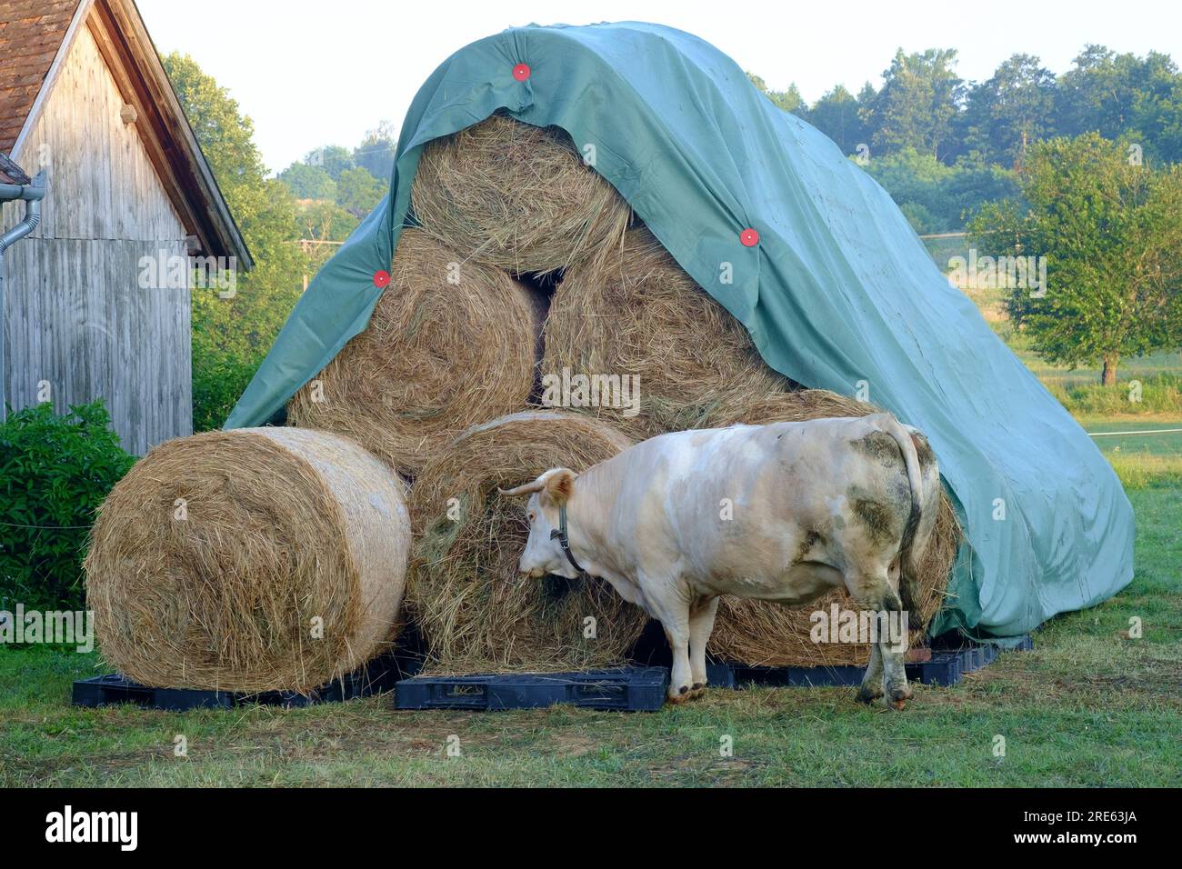 dairy cow standing in field eating hay from end of stacked bale zala ...