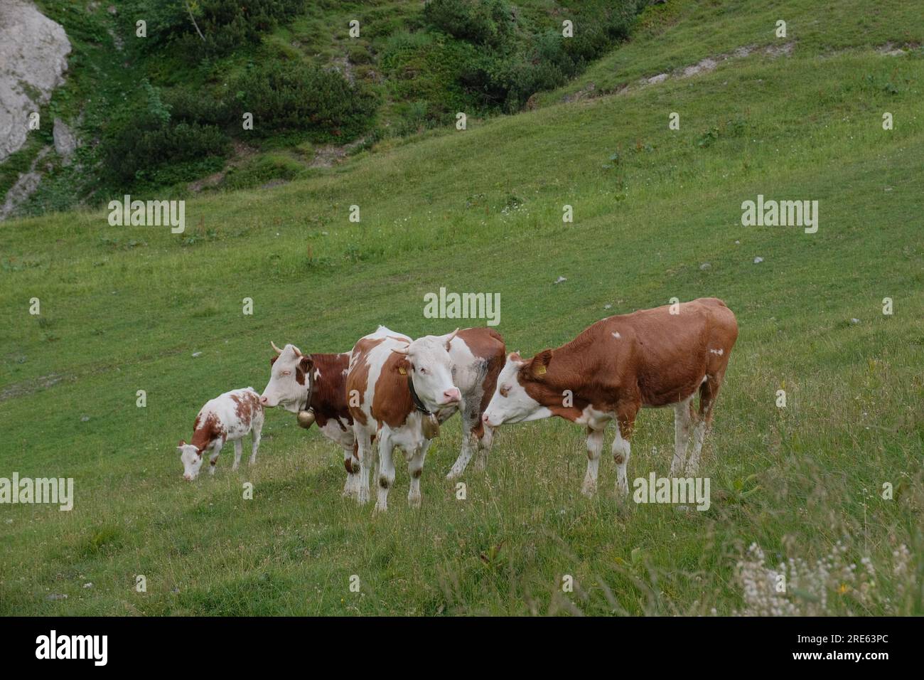 An endearing scene of multiple cows in a Bavarian field, with two ...