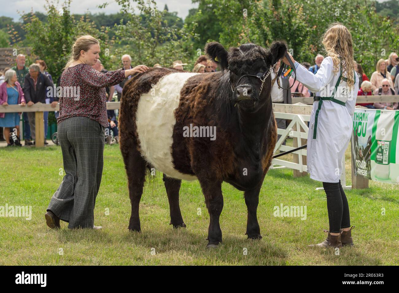 Forward facing cow hi-res stock photography and images - Alamy