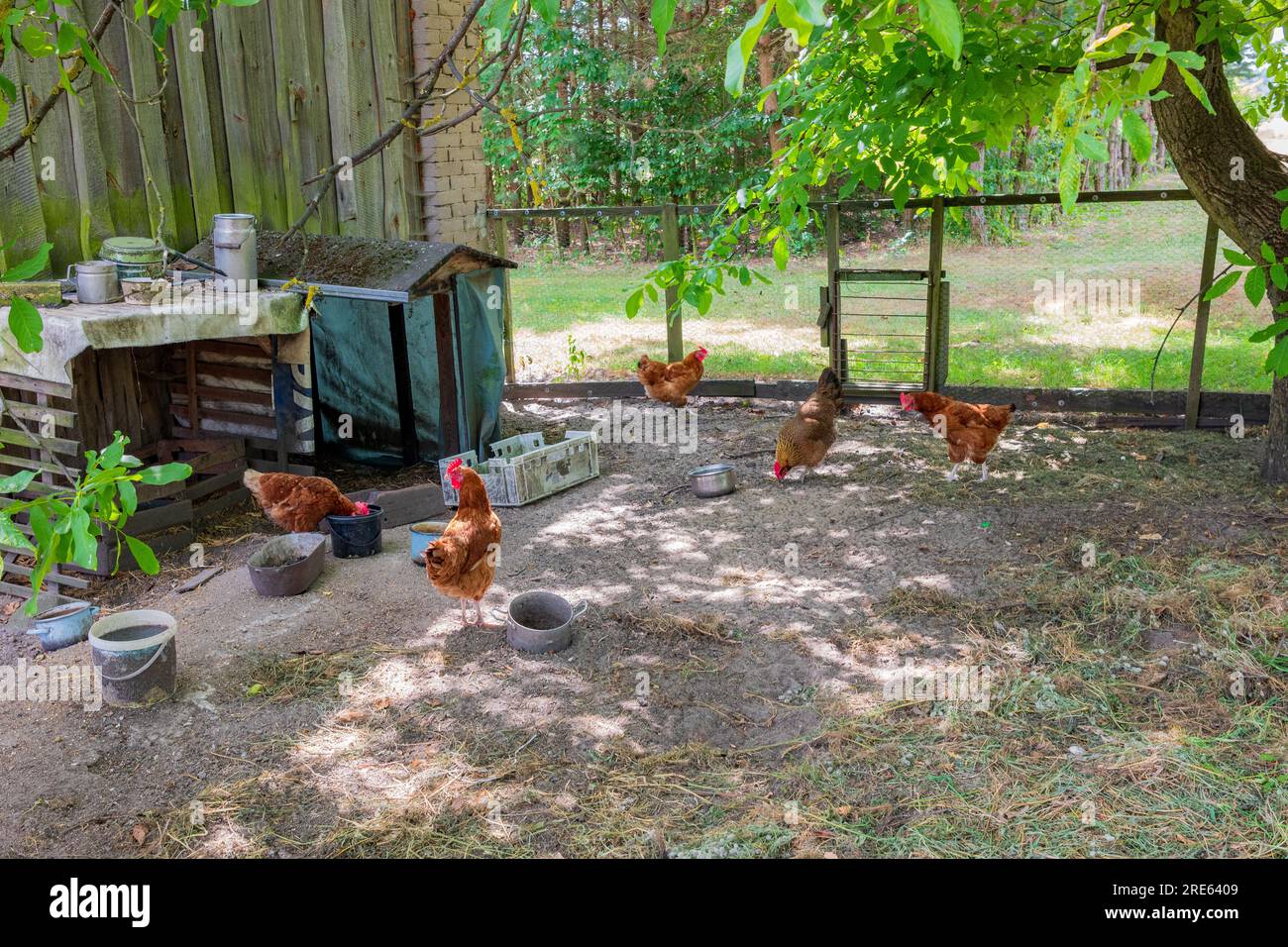 Farmyard chickens in a Polish village, rural area community, Polish ...