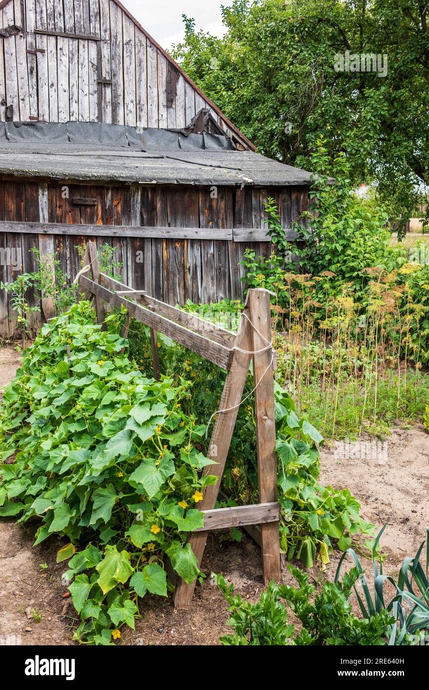 Crops growing in a farmstead in a Polish village, rural area community ...