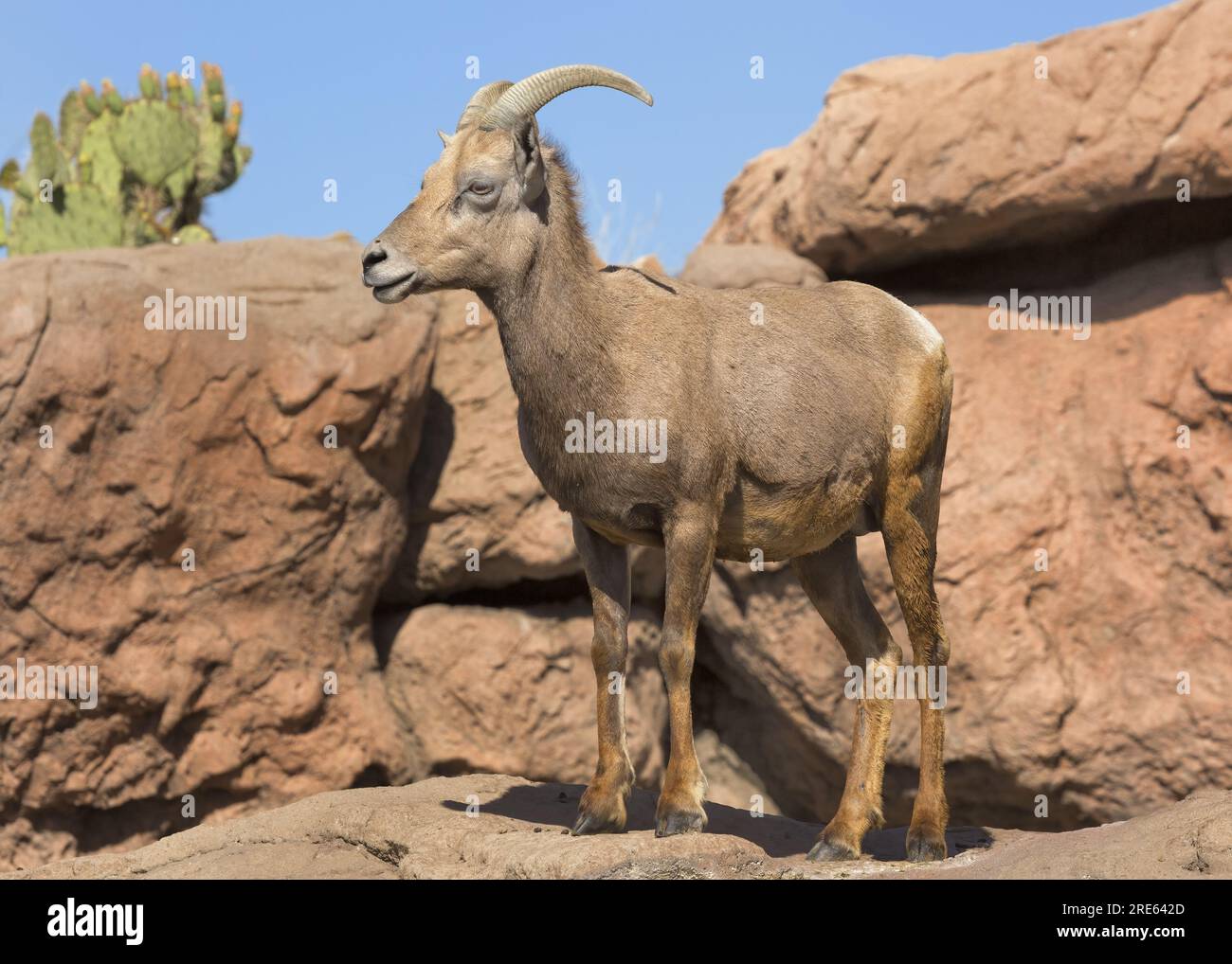 Captive bighorn sheep ewe (Ovis canadensis), Arizona-Sonora Desert ...