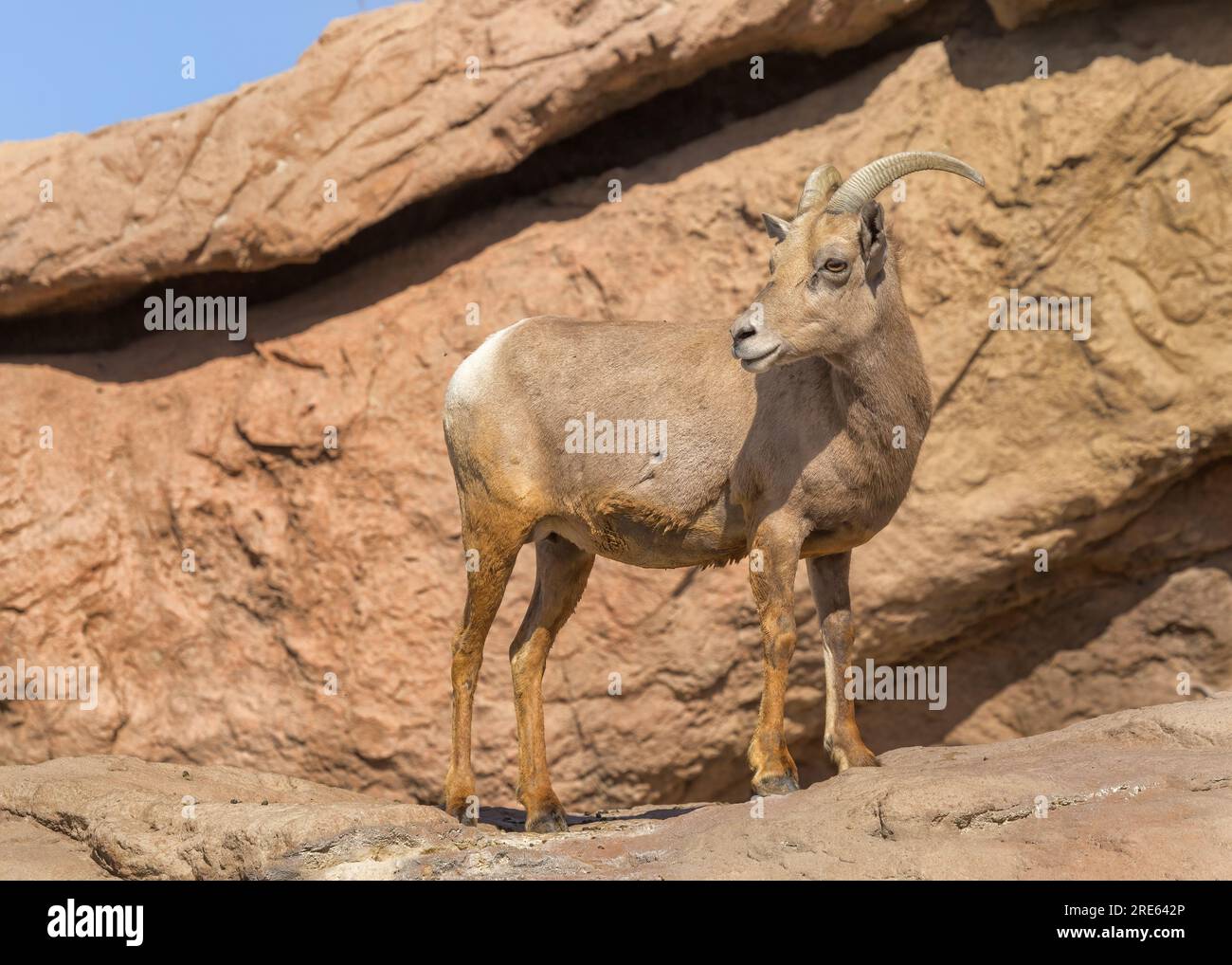 Captive bighorn sheep ewe (Ovis canadensis), Arizona-Sonora Desert ...