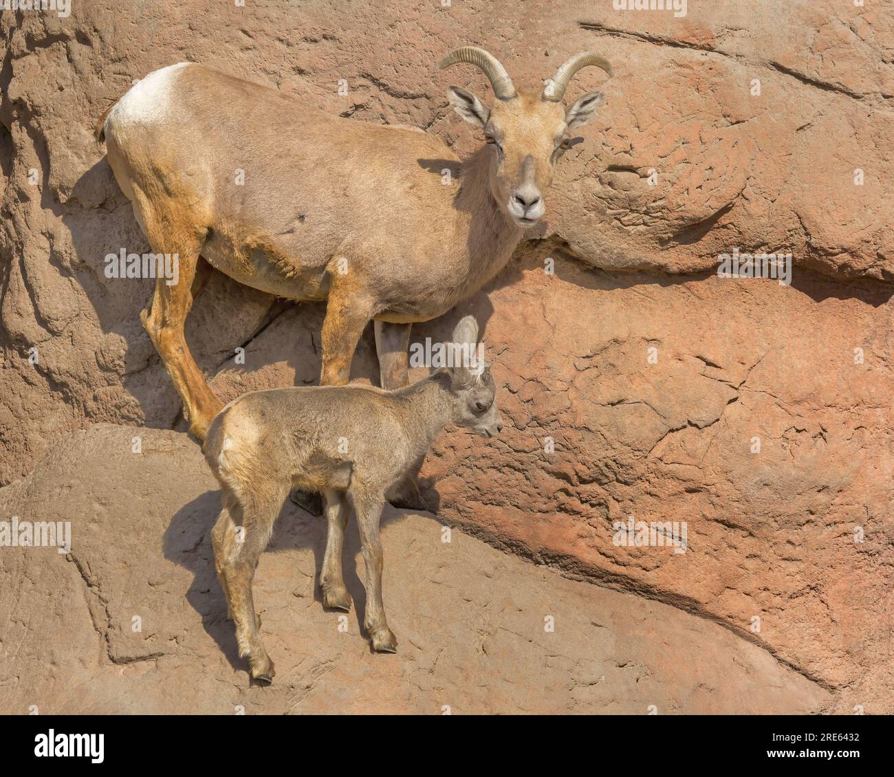 Captive bighorn sheep ewe (Ovis canadensis), Arizona-Sonora Desert ...