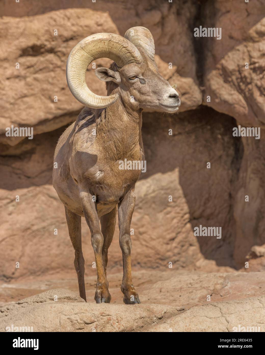 Captive bighorn sheep ewe (Ovis canadensis), Arizona-Sonora Desert ...