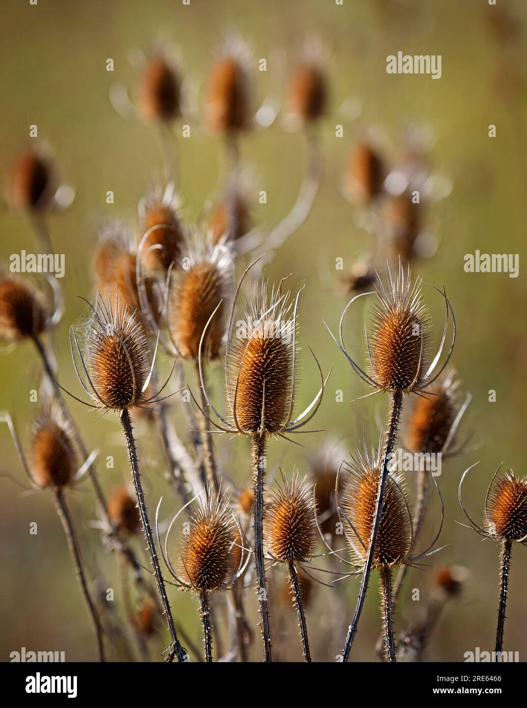 Dipsacus saponin hi-res stock photography and images - Alamy