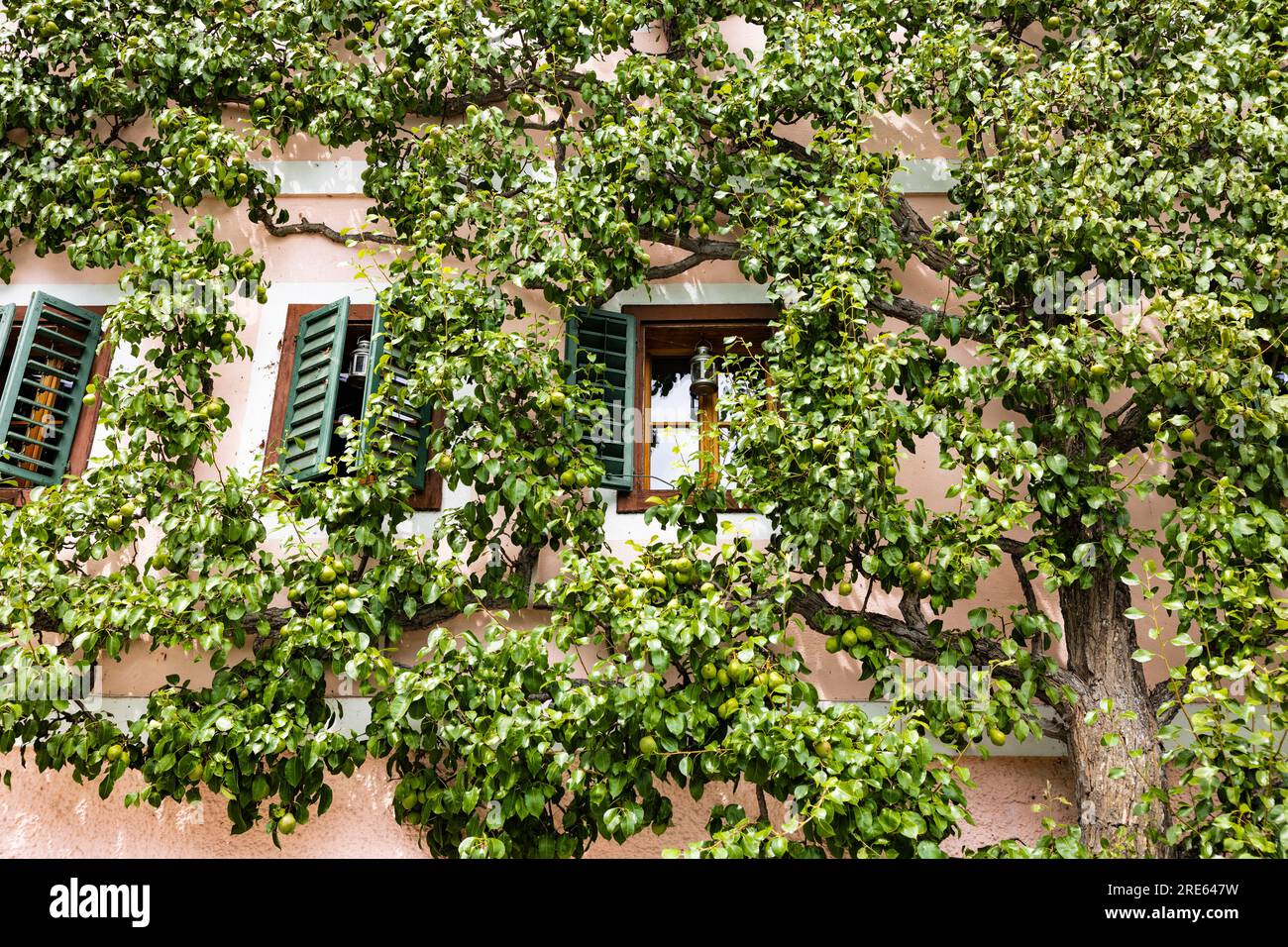 Pear tree house wall hi-res stock photography and images - Alamy