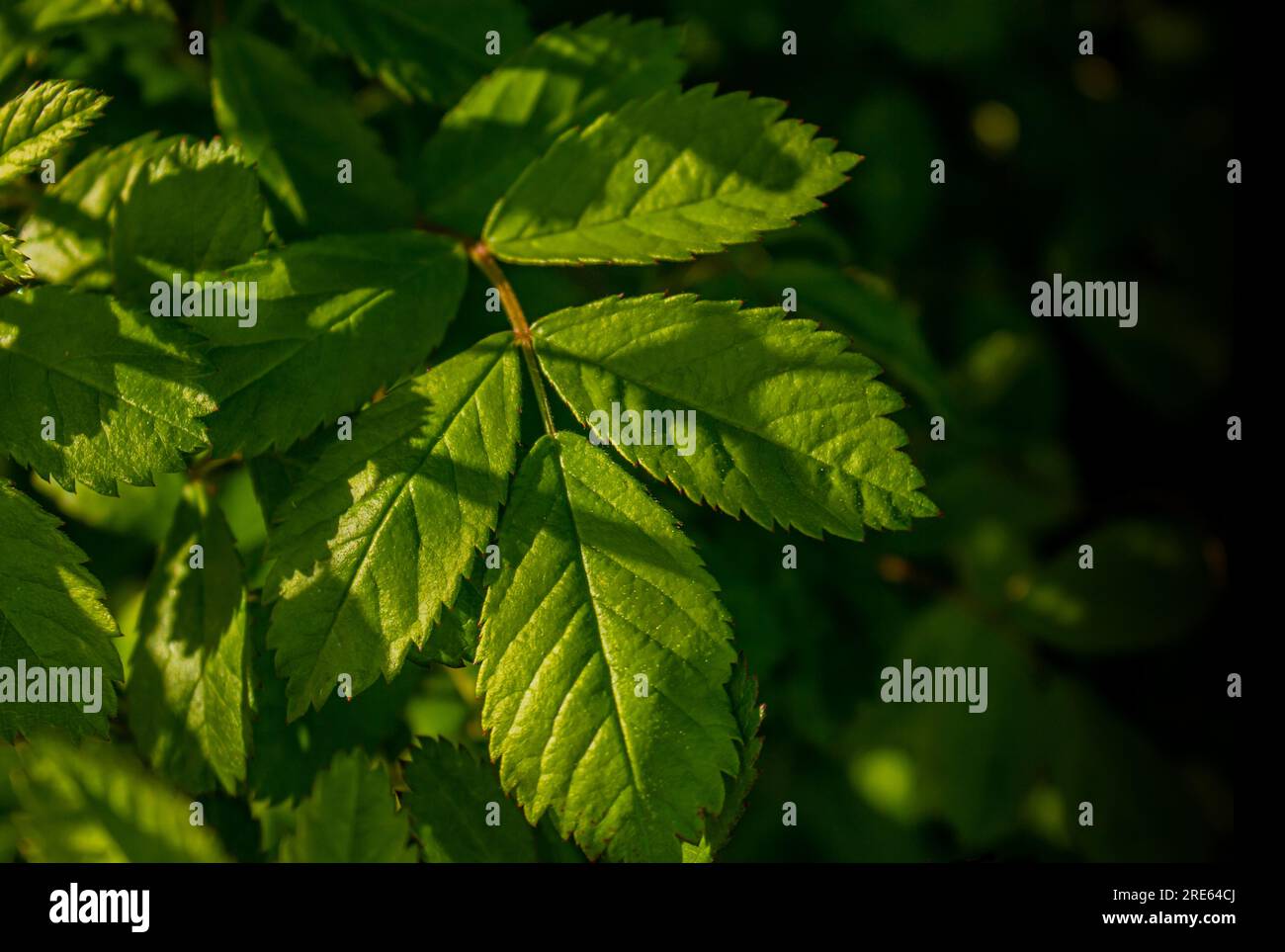 Bright green rosehip leaves background with sun rays. Closeup nature ...