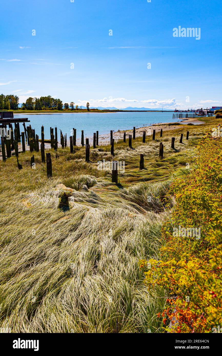 Marsh grass and wooden pilings along the Steveston waterfront at low ...