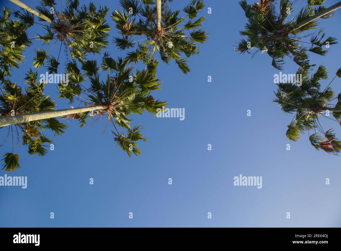Tall palm trees with clear blue sky in background Stock Photo - Alamy